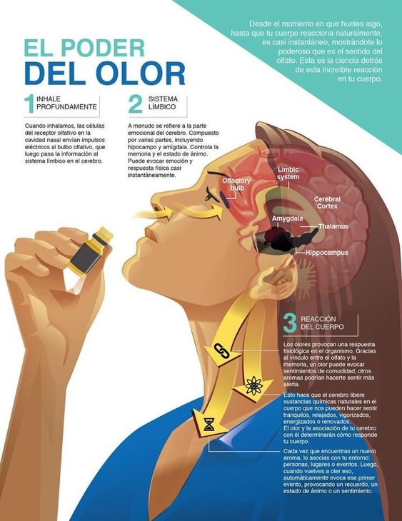 El poder del olor - Belén Nevado Jiménez